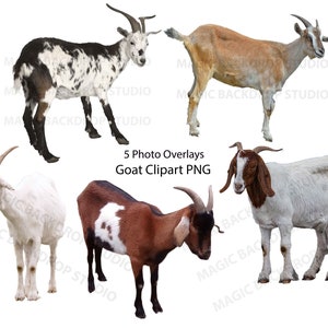 Female Goat Clipart