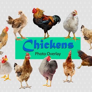 Chicken Chickens Rooster Animal Clip Art Overlay Photoshop Overlays ...
