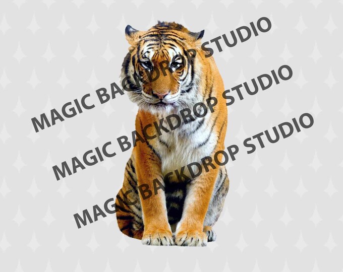 Tiger Tigers Wild Big Cat Animal Zoo Digital Overlay Photoshop Mock up ...