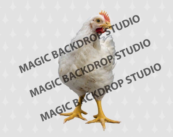 White Feather Chicken Hen Farm Animal Chicks Chickens Clip Art Overlay ...