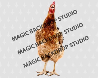 Chicken Overlay Png - Etsy