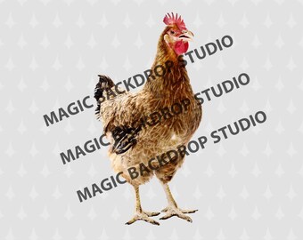 Chicken Photoshop Overlay - Etsy