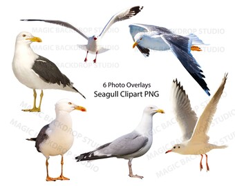 Photoshop Seagull Overlay - Etsy
