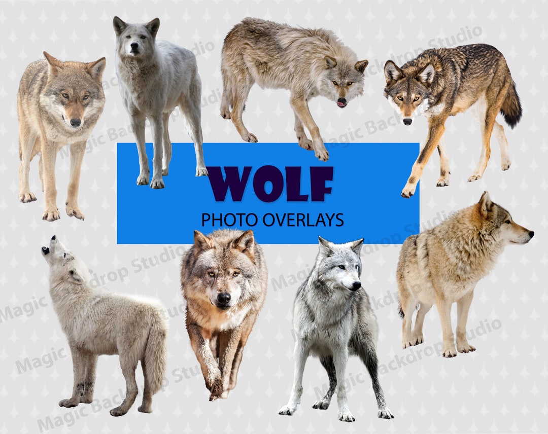 Wolf Animal Wild Dogs Overlay Photoshop Overlays Photoshop Editing ...