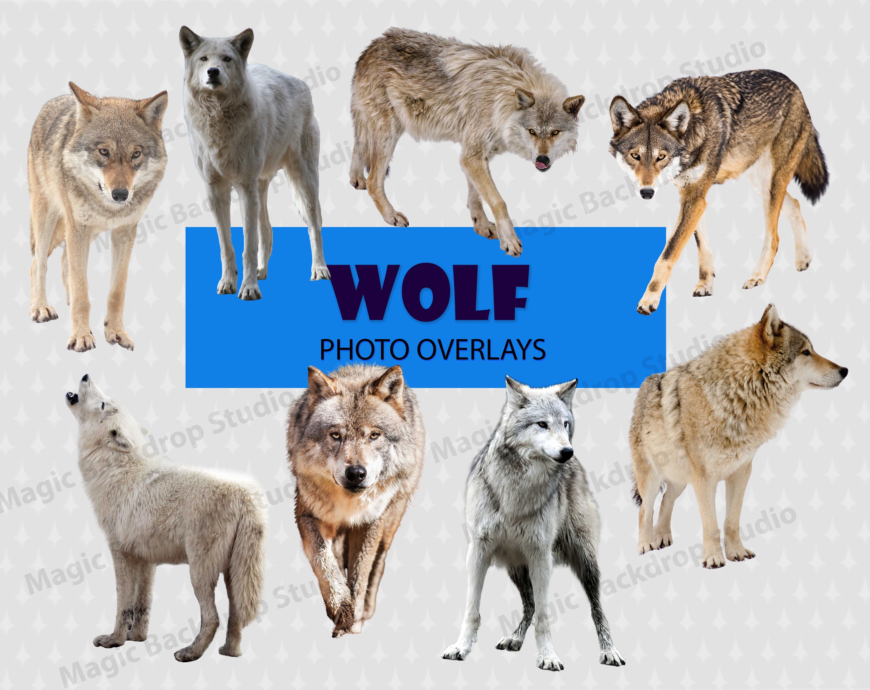 Wolf Animal Wild Dogs Overlay Photoshop Overlays Photoshop Editing ...