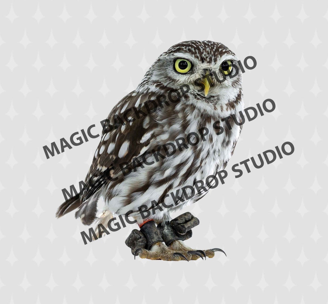 Owl Owls Gray White Animal Owl Clip Art Overlay Photoshop Image ...