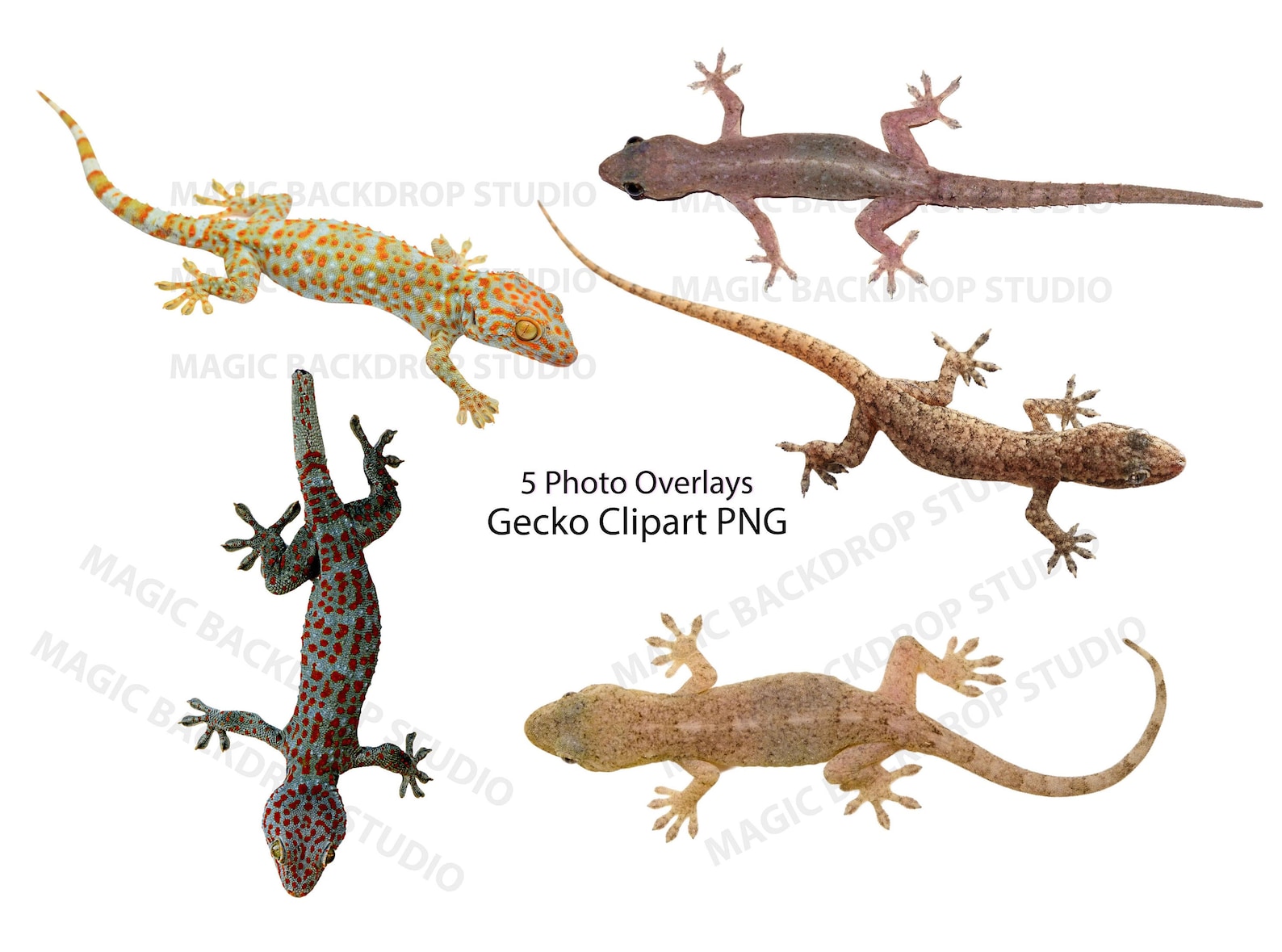 Gecko Geckos Lizards Lizard PNG Bundle Bundles Photo Animal - Etsy