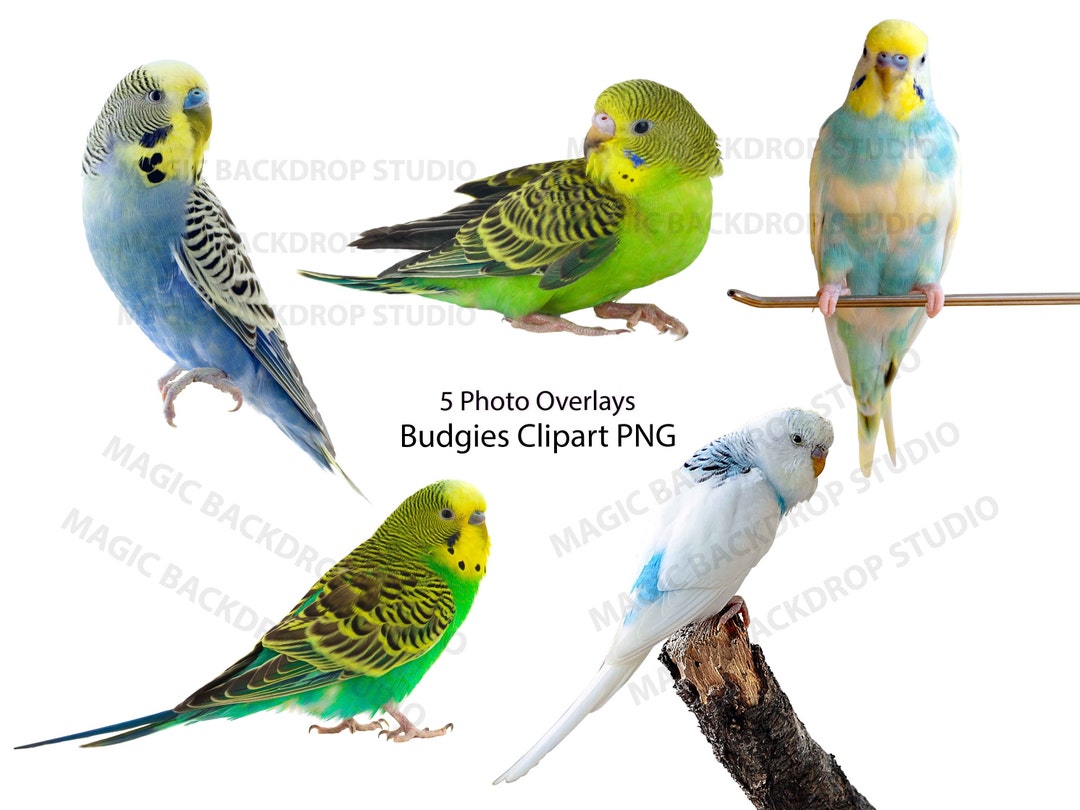 Budgerigar Budgie Birds Birds PNG Perched Green Budgies Animal Clip Art ...
