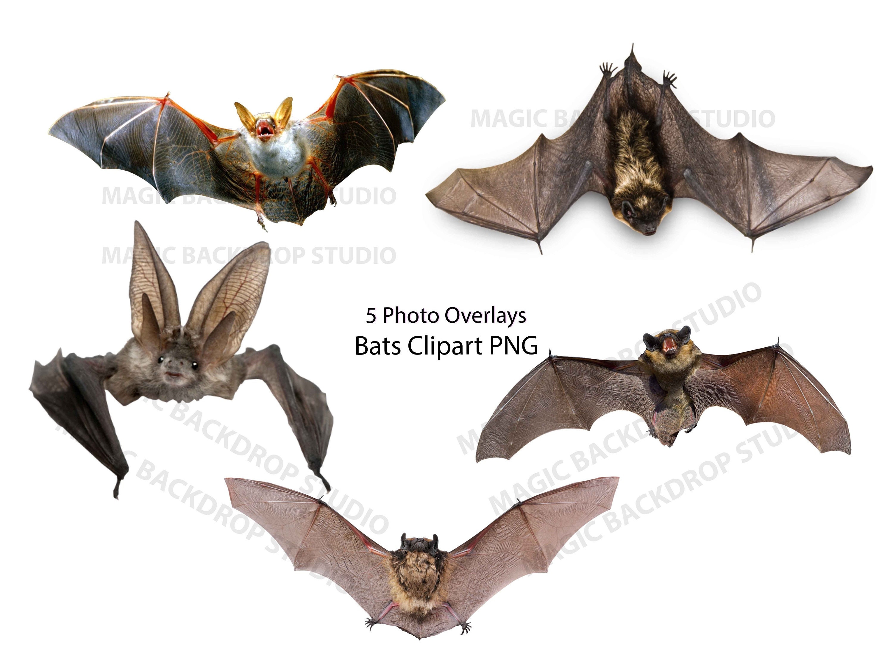 Bat Bats PNG Bundle Fruit Bats Rodent Rodents Overlay Photoshop ...