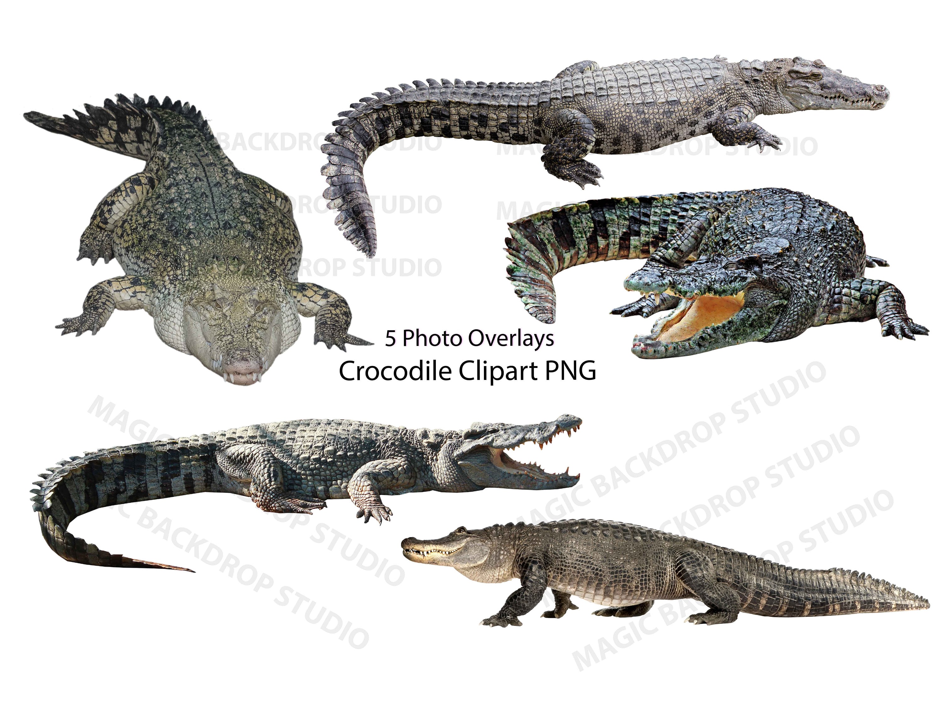 Free Clipart Crocodiles Alligators And Caimans