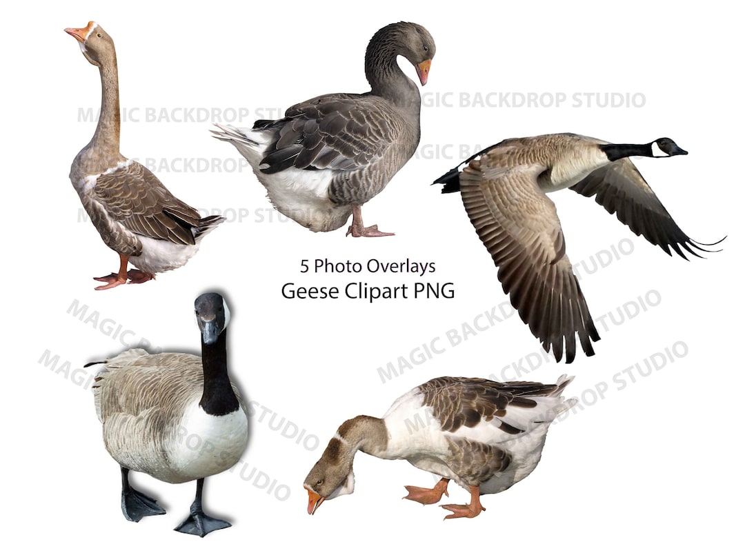 Goose Gooses PNG Geese Bird Birds Wild Farm Animal Clip Art Overlay ...