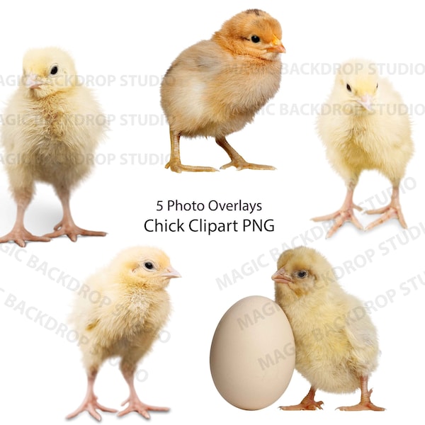 Chicken Photoshop Overlay - Etsy