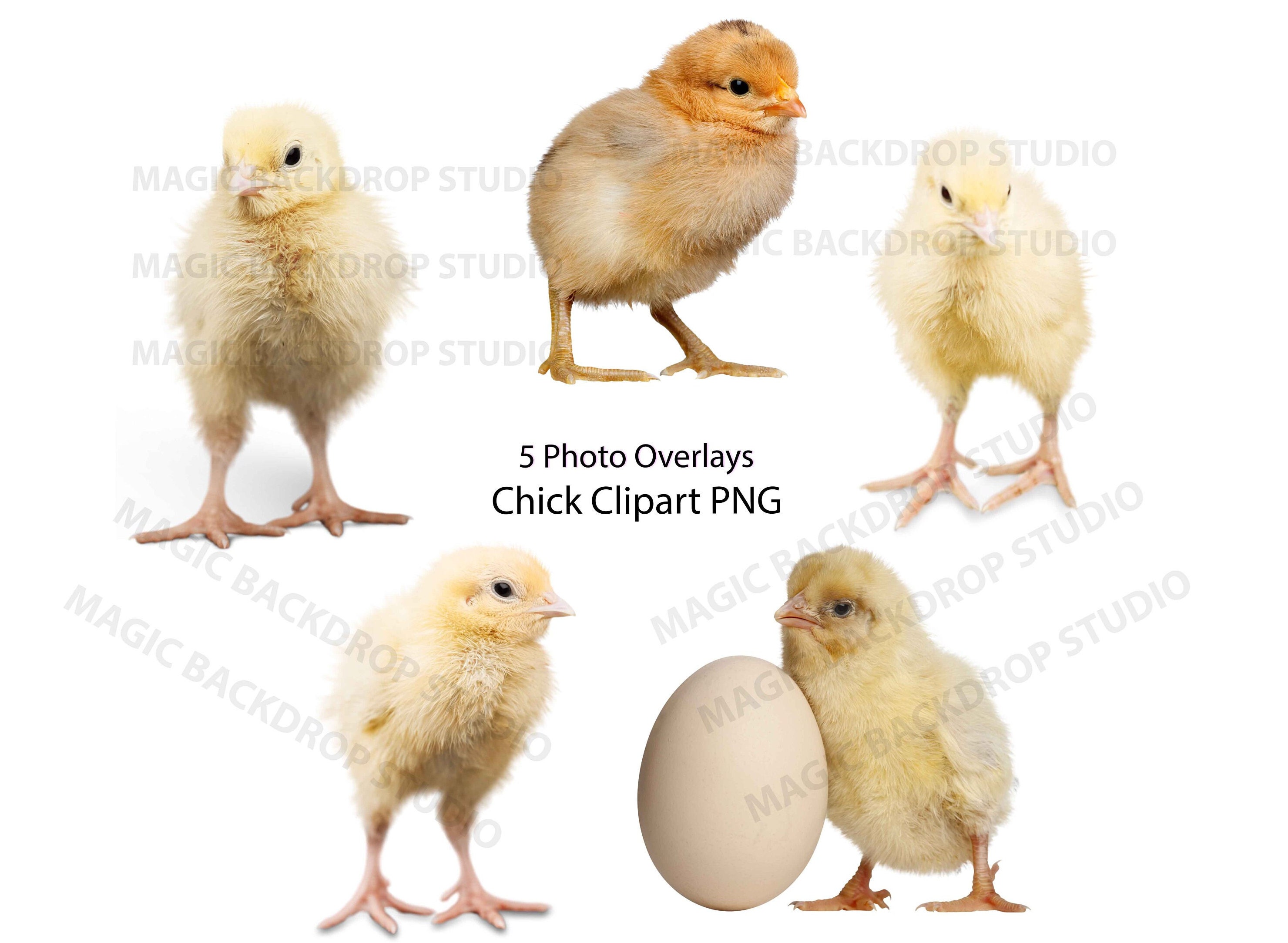 Chicks Chick Chicken Chickens Baby Animal PNG Cut Clip Art Overlay ...