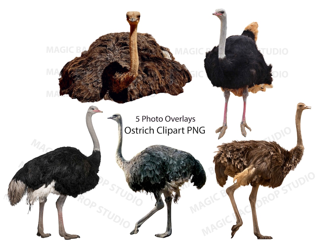 Clipart Chicken Ostrich