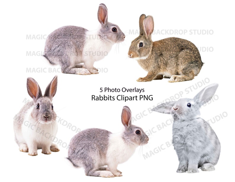 Baby Rabbit Rabbits PNG Bunny Pet Bunnies Animal Easter Bunny Clip Art ...