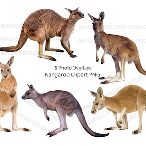 Kangaroo Kangaroos Bundle PNG Clip Art Australian Wild Animal Cut Out ...