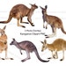 Kangaroo Kangaroos Bundle PNG Clip Art Australian Wild Animal Cut Out ...