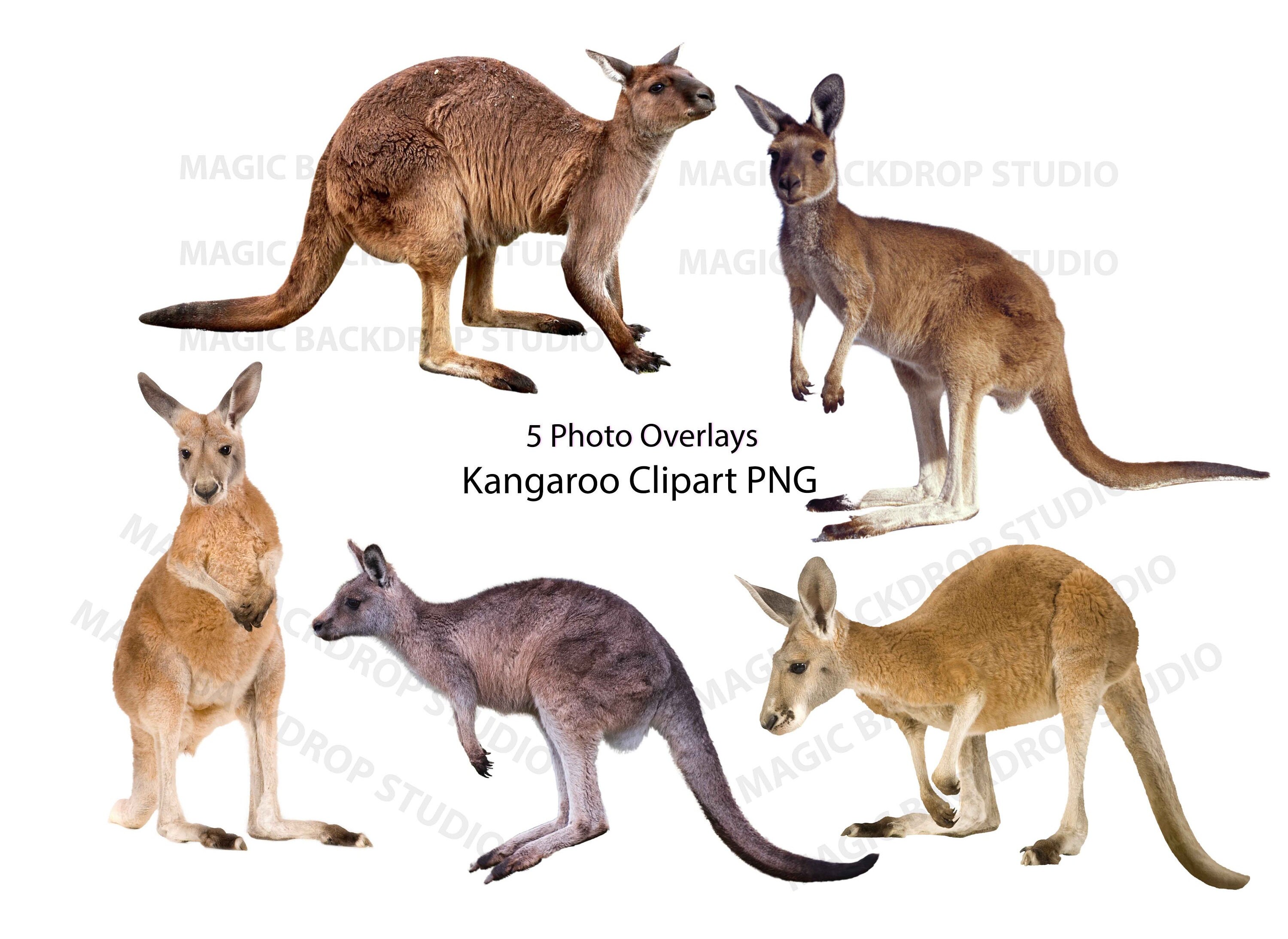 Kangaroo Kangaroos Bundle PNG Clip Art Australian Wild Animal Cut Out ...
