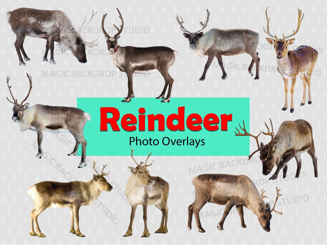Reindeer Christmas PNG Clipart Deer Reindeers Antlers Wild Animal Cut ...
