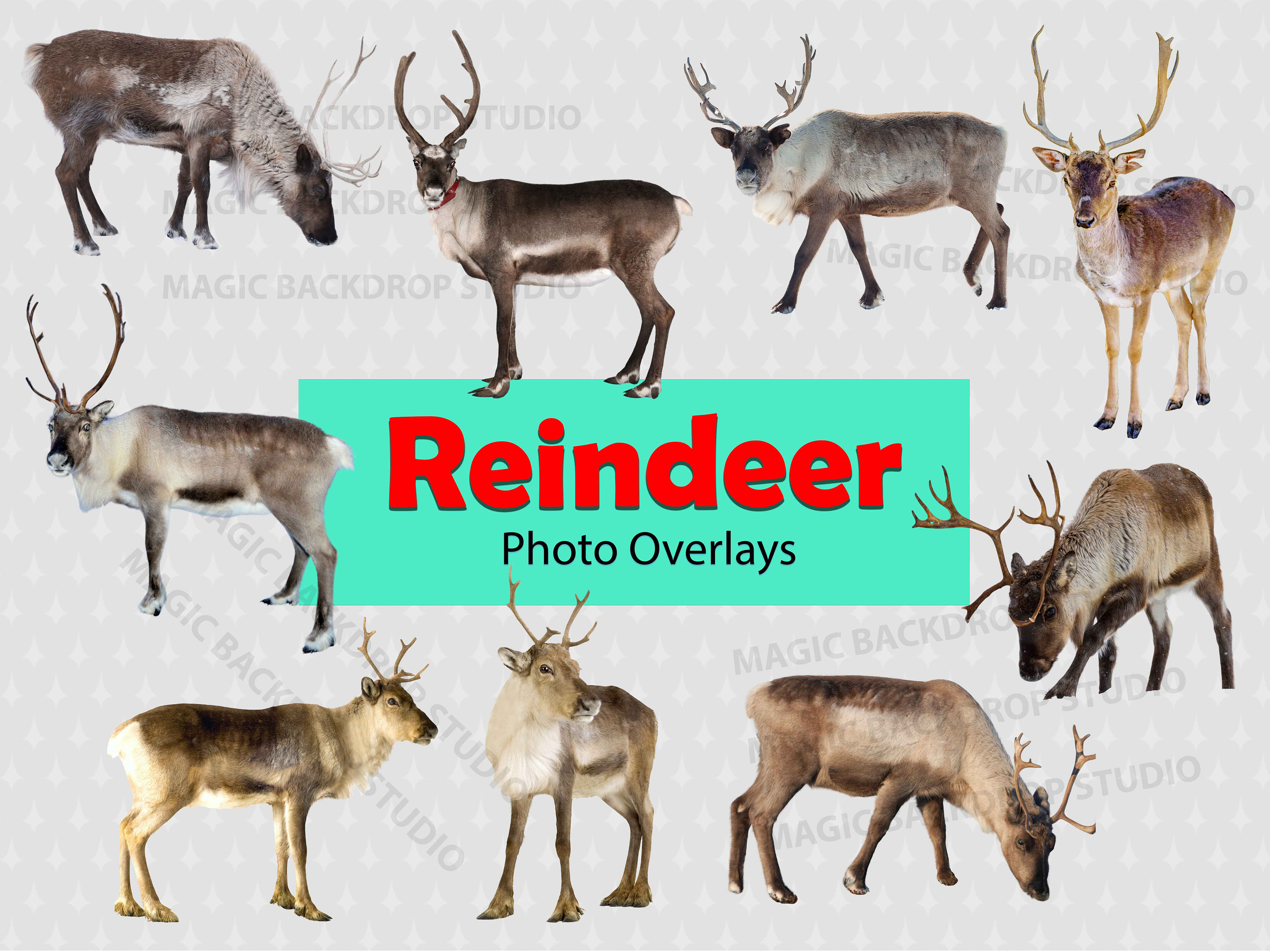 Reindeer Christmas PNG Clipart Deer Reindeers Antlers Wild Animal Cut ...
