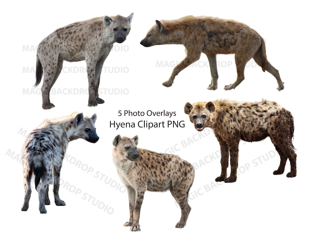 Hyena Hyenas PNG Bundle Wild Africa Zoo Spotted Hyena Animal Cut Clip ...