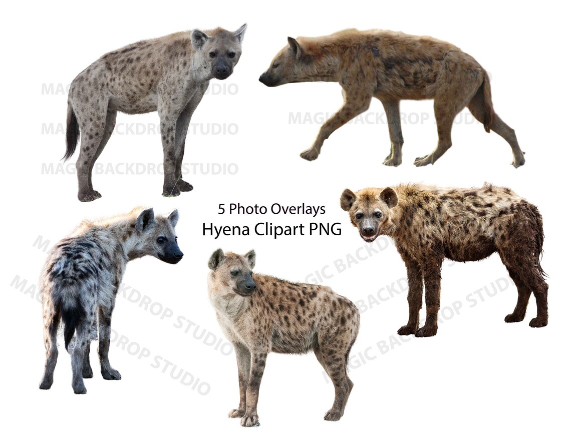 Hyena Hyenas PNG Bundle Wild Africa Zoo Spotted Hyena Animal Cut Clip ...