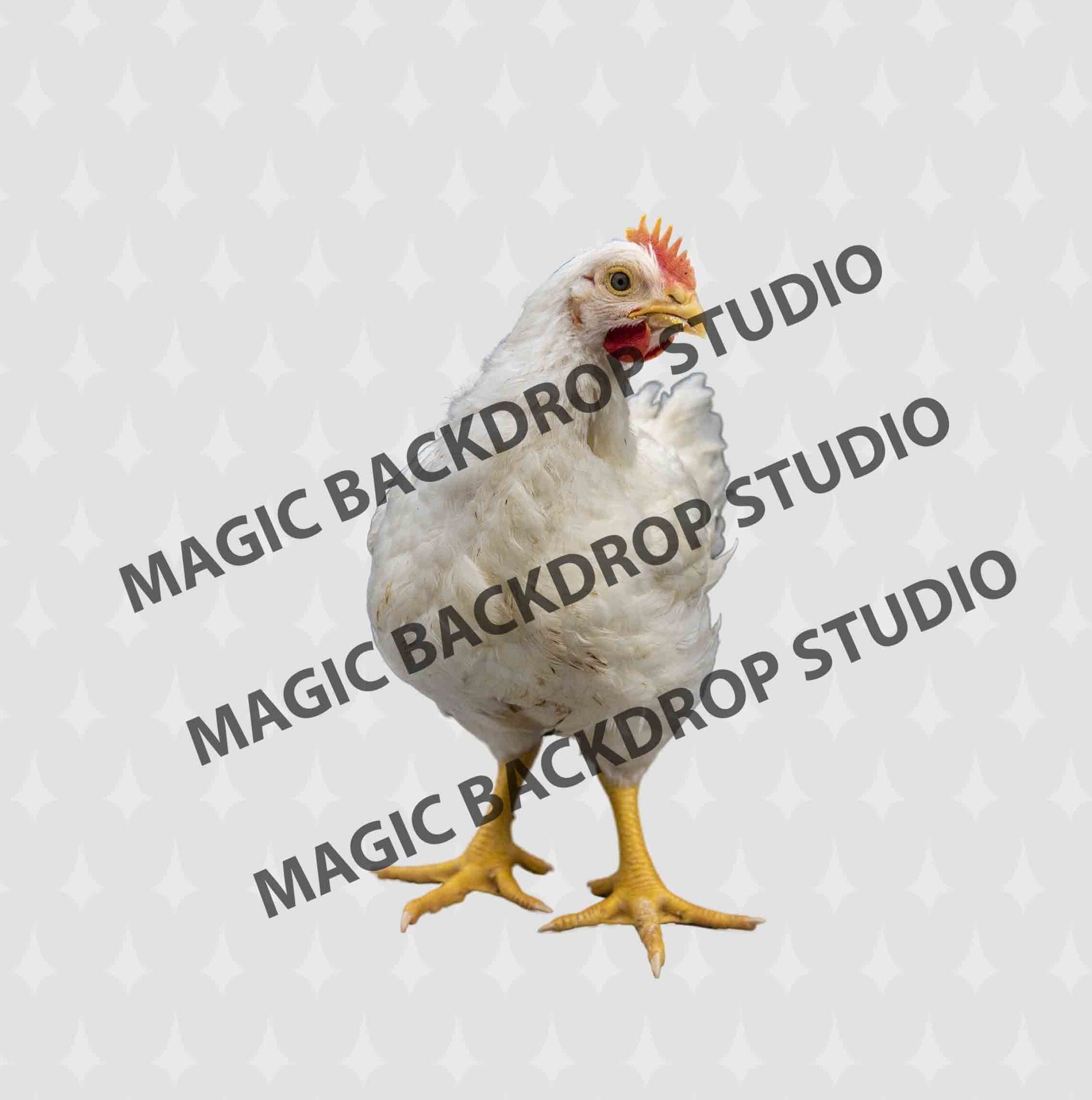 White Feather Chicken Hen Farm Animal Chicks Chickens Clip Art Overlay ...