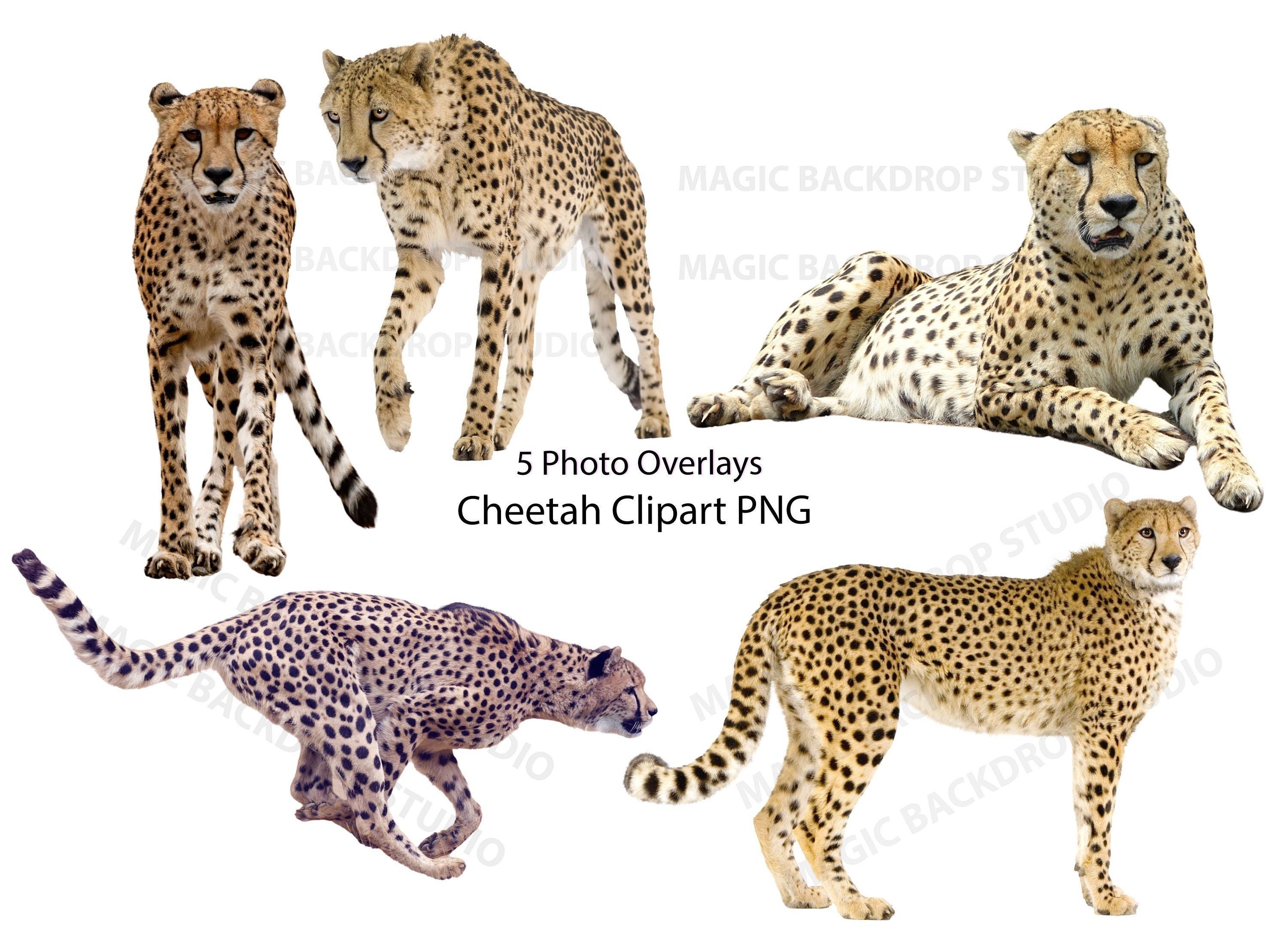 Types Of Cheetahs