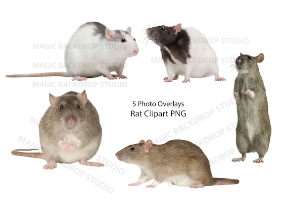 Rat Rats PNG Bundle Pets Pet Rodent Rodents Overlay Photoshop - Etsy