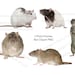 Rat Rats PNG Bundle Pets Pet Rodent Rodents Overlay Photoshop Overlays ...