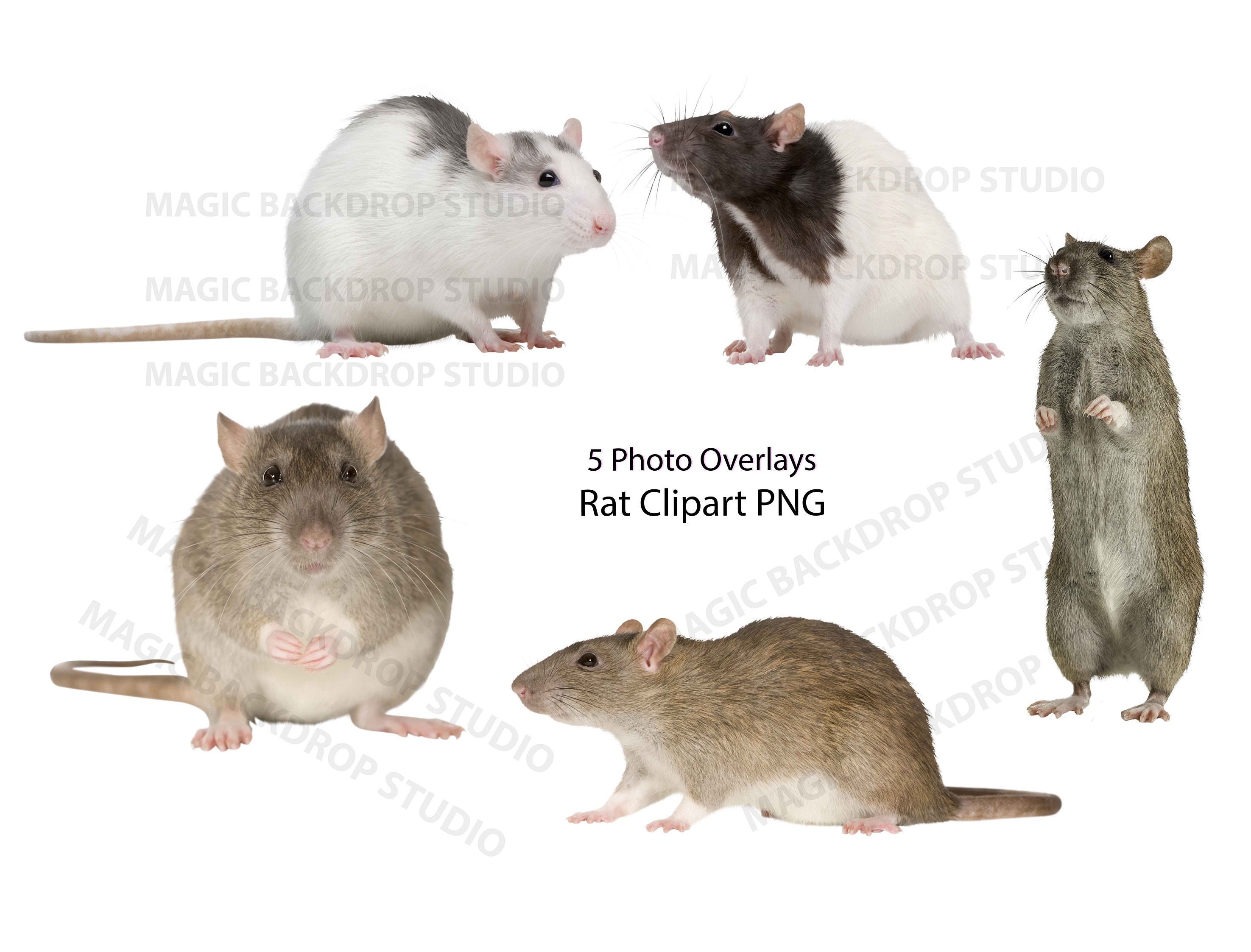 Rat Rats PNG Bundle Pets Pet Rodent Rodents Overlay Photoshop Overlays ...
