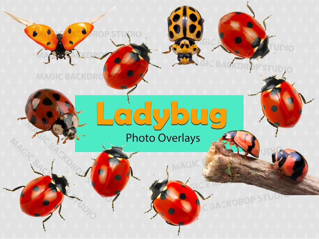 Ladybug Ladybugs Insect Insects PNG Bundle Bundles Animal Photo Clipart ...