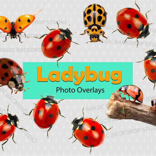 Ladybug Clip Art - Etsy