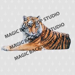 Tiger Tigers Wild Big Cat Zoo Animals Digital Overlay Photoshop Mock up ...