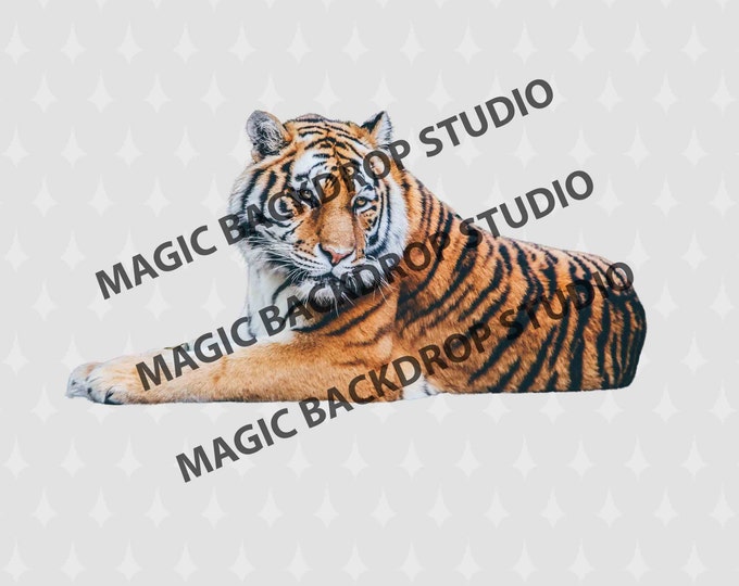 Tiger Tigers Wild Big Cat Zoo Animals Digital Overlay Photoshop Mock up ...