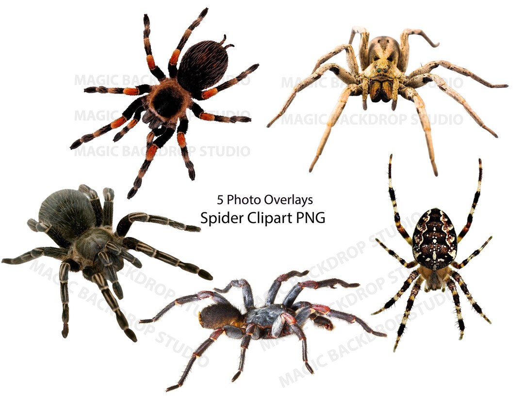 Spiders Spider Tarantula PNG Bundle Bundles Photo Zoo Animal Clipart ...