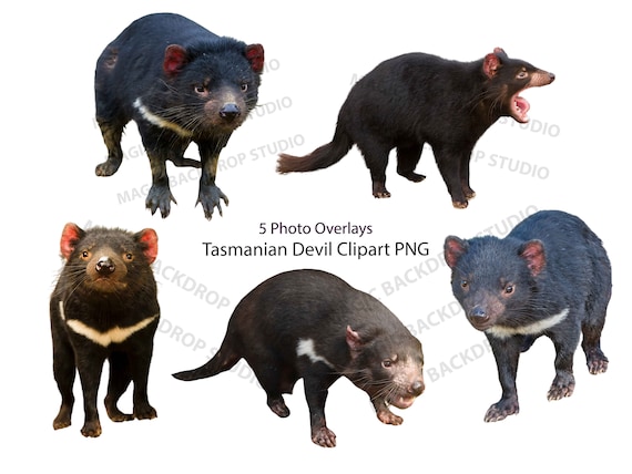 Tasmanian Devil Cute