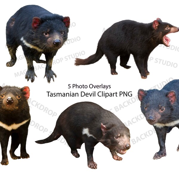 Tasmanian Devil Png - Etsy