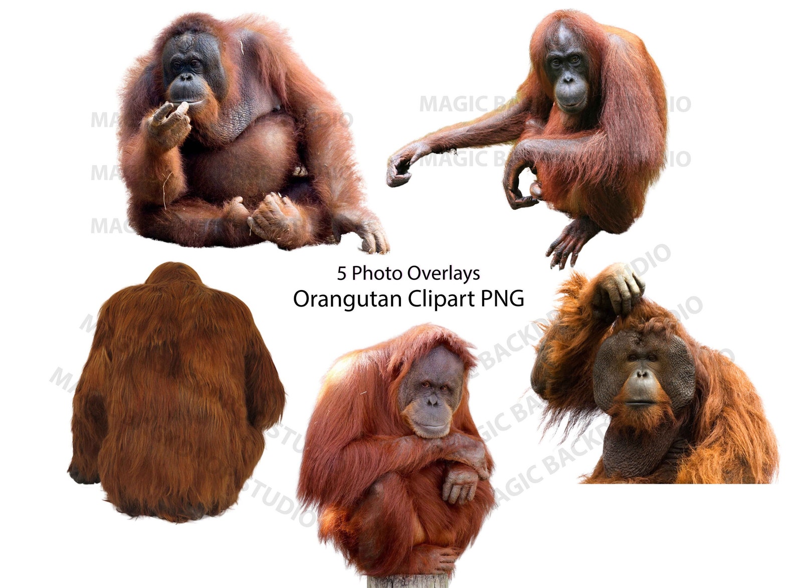 ORANGUTAN Orangutans Bundle PNG Vector Clip Art Monkey Wild Cute Animal ...