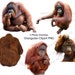 ORANGUTAN Orangutans Bundle PNG Vector Clip Art Monkey Wild Cute Animal ...
