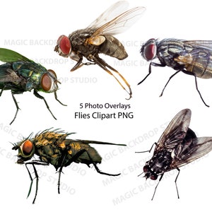 Fly Flies Insect Insects PNG Bundle Bundles Photo Animal Clipart ...