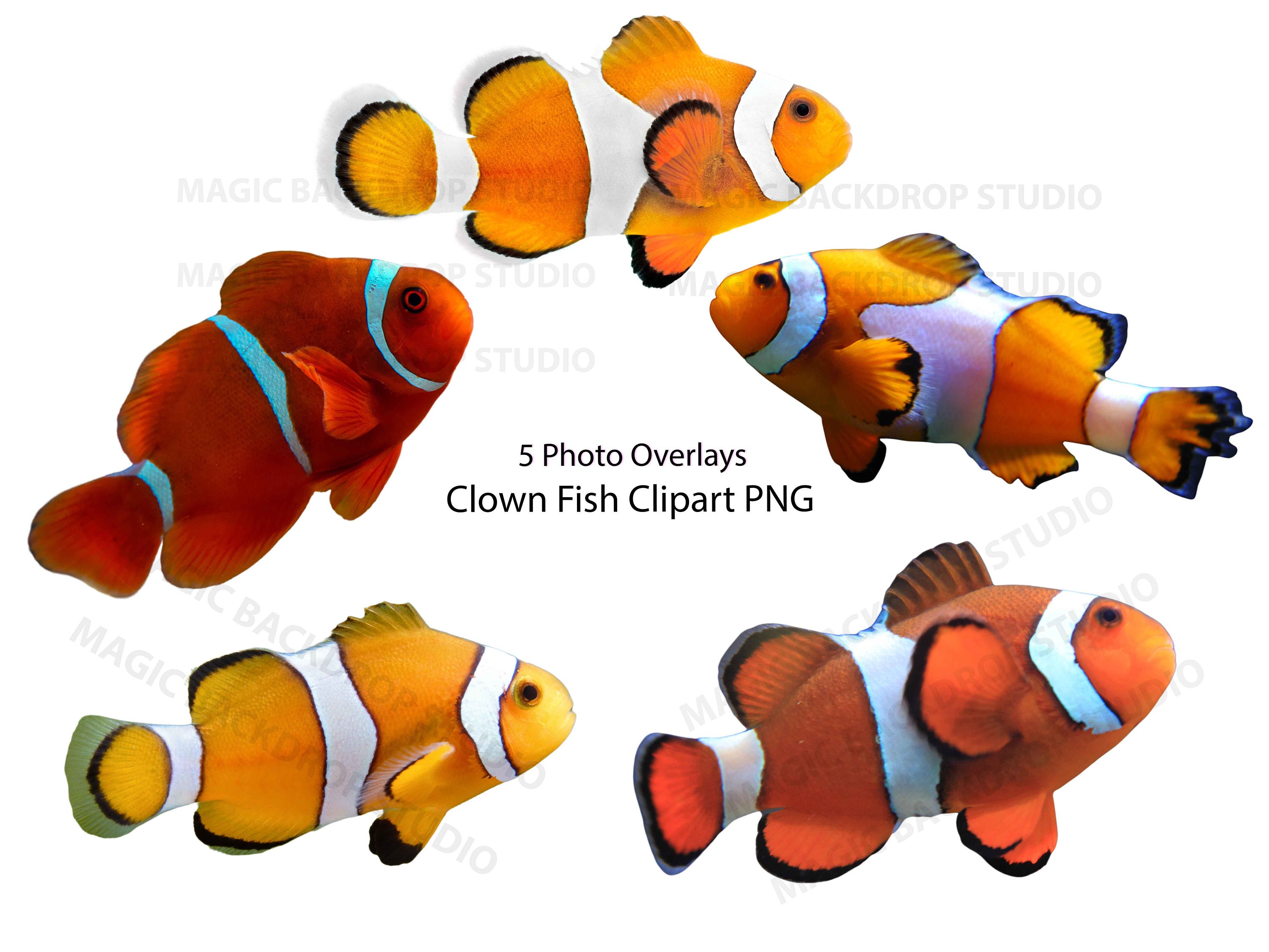 Clown Fish PNG Ocean Photo Bundle Sea Aquarium Animal Animals Overlay ...