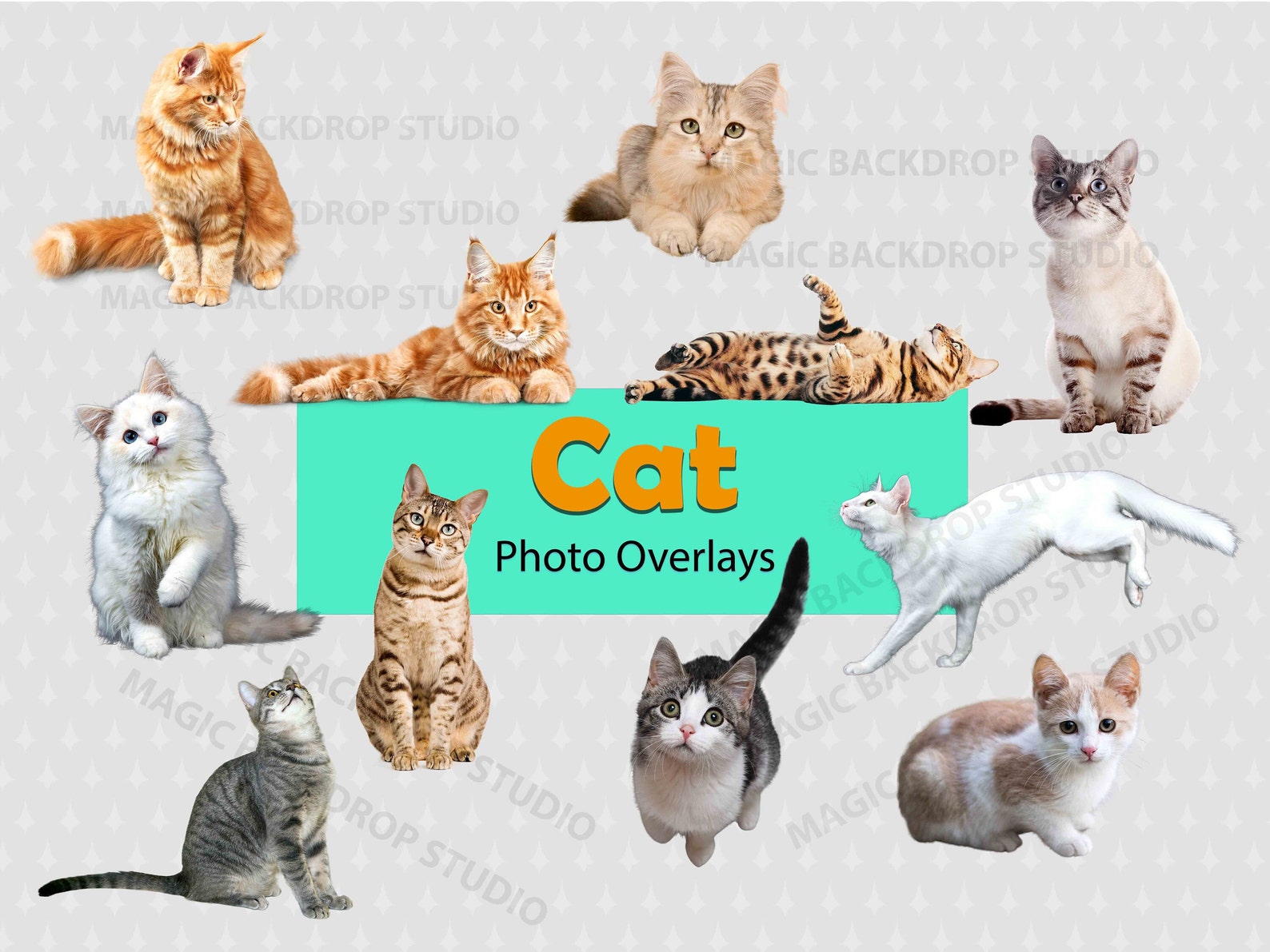 Cute Cats Cat Tabby Feline Paws Overlay Photoshop Overlay Mock up ...