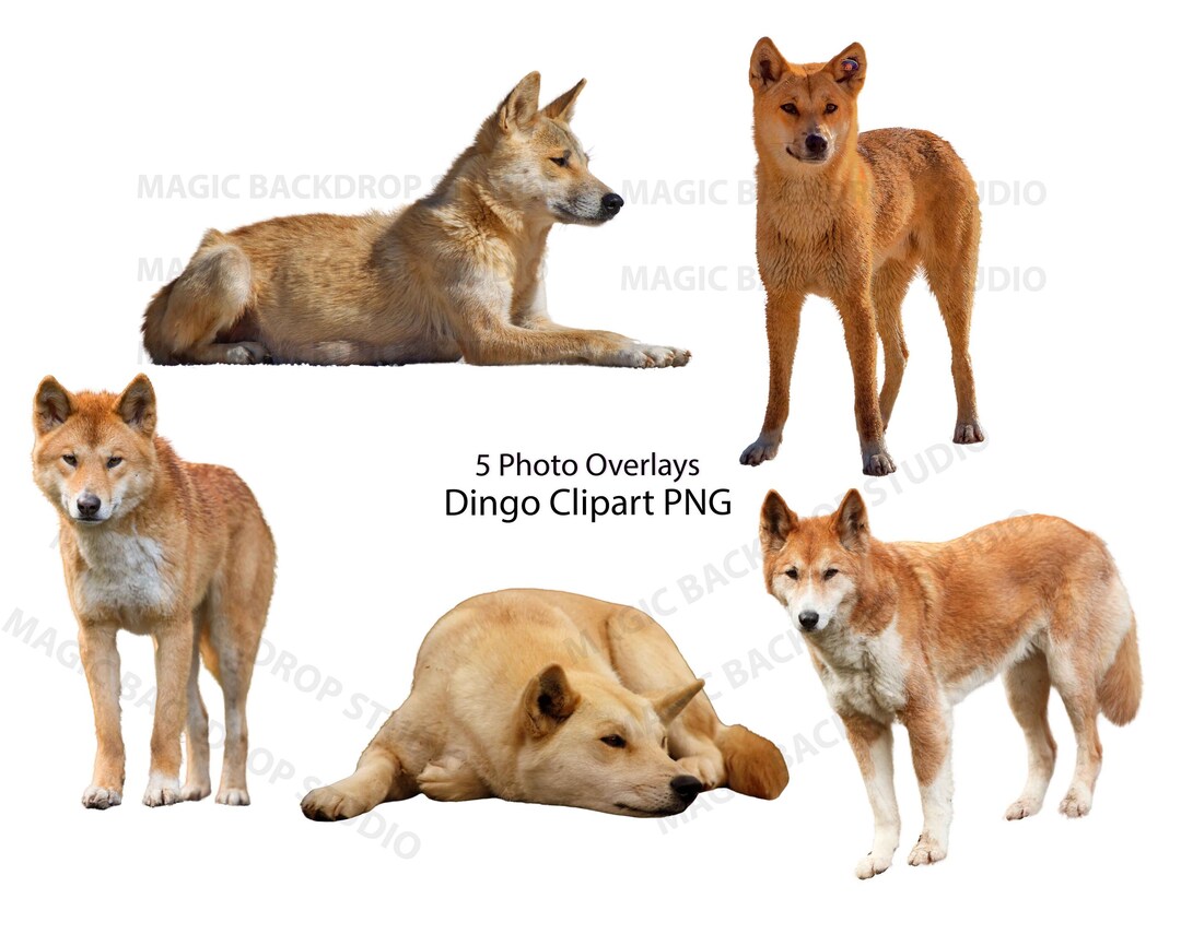 Dingo Dingos PNG Clipart Animal Australian Dog Dogs Pet Breed Overlay ...