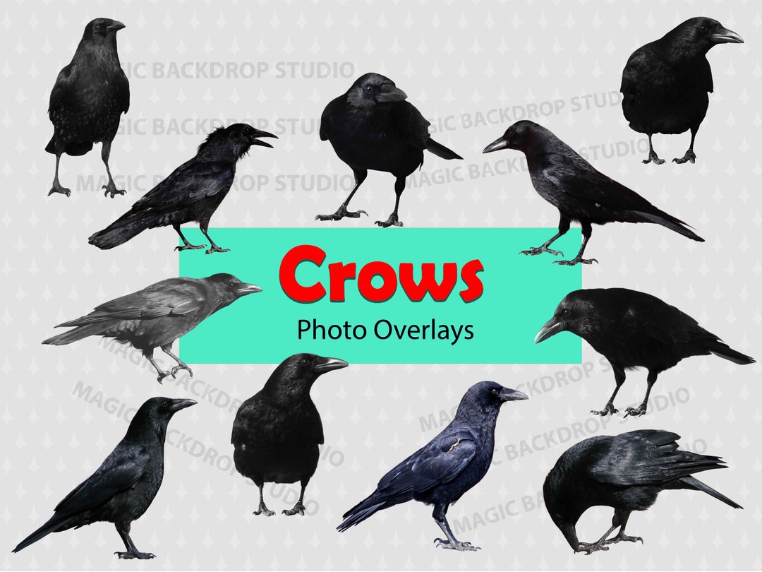 Crow Crows Bird Birds PNG Wild Animal Clip Art Overlay Photoshop ...
