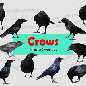 Crow Crows Bird Birds PNG Wild Animal Clip Art Overlay Photoshop ...