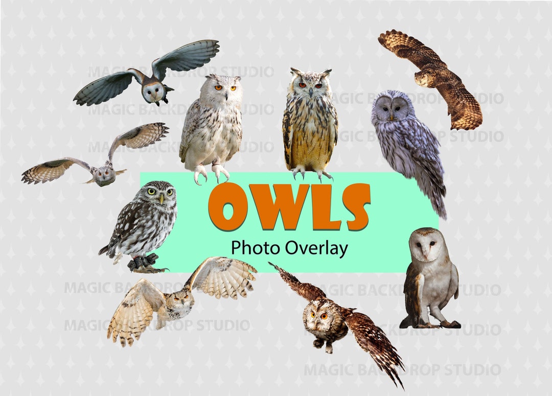 Owl Owls Animal Owl Clip Art Overlay Photoshop Overlays Photoshop ...