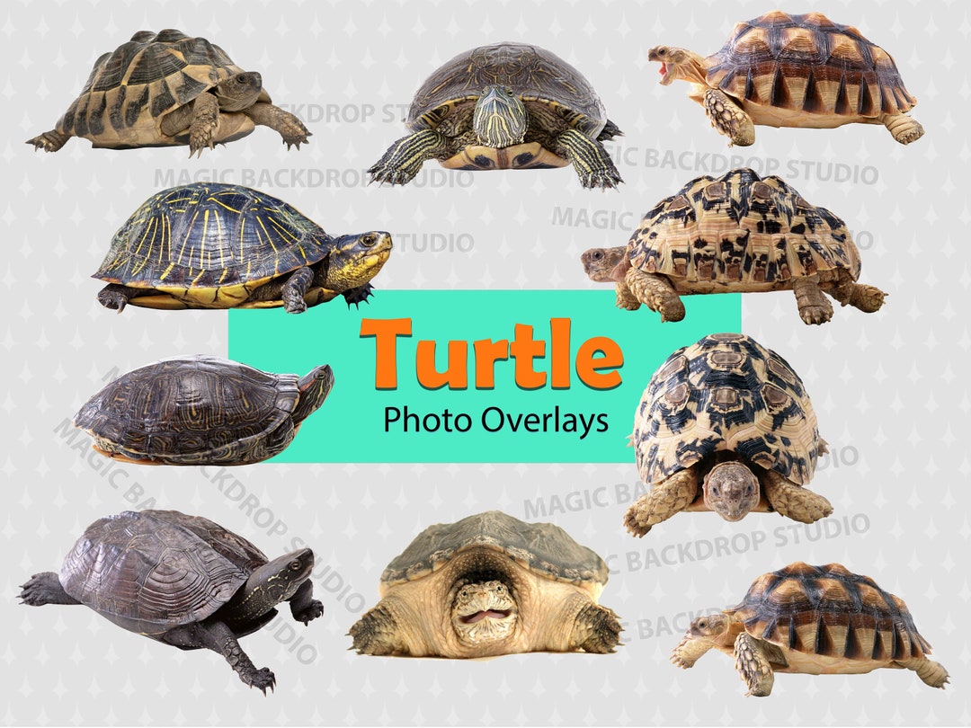 Turtles Turtle PNG Bundles Bundle Pet Reptiles River Animal Animals ...