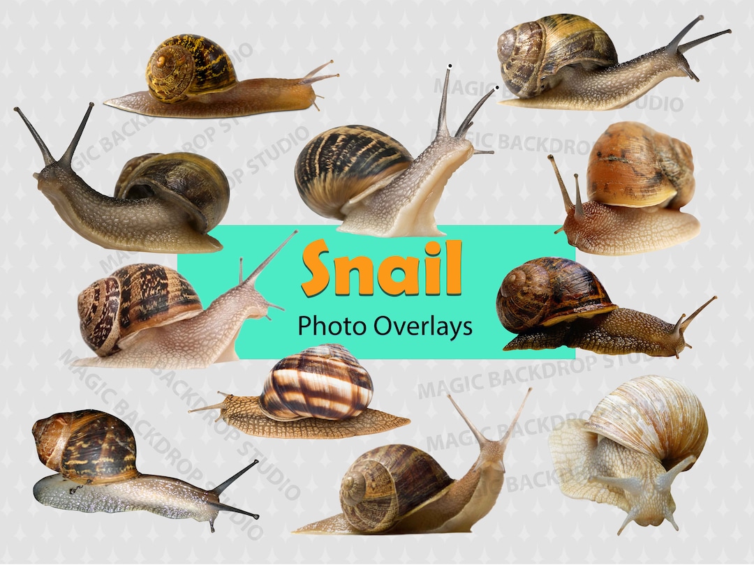 Snail Snails PNG Garden Slug Slugs Bundle Bundles Animal Photo Clipart Overlay Photoshop Prop ...