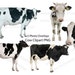 Cow Dairy Cows Bull Farm Animal Clip Art Overlay Photoshop Overlays ...